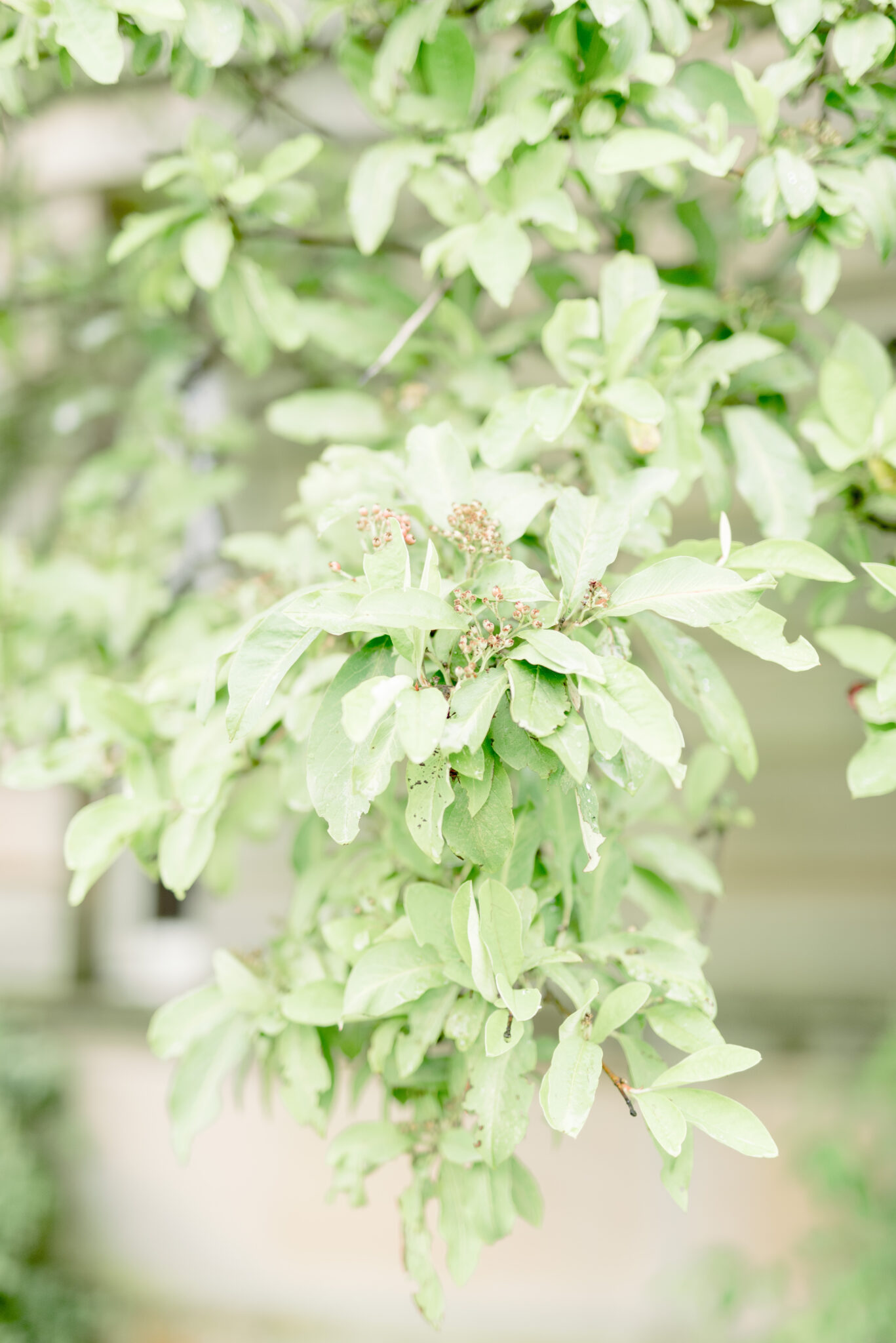 Gosford House Weddings: Historic Charm Meets Modern Elegance in 2025 ...